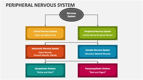 Peripheral Nervous System PowerPoint Presentation Slides PPT Template