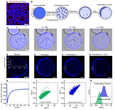 Adaptive Atp Induced Molecular Condensation In Membranized Protocells