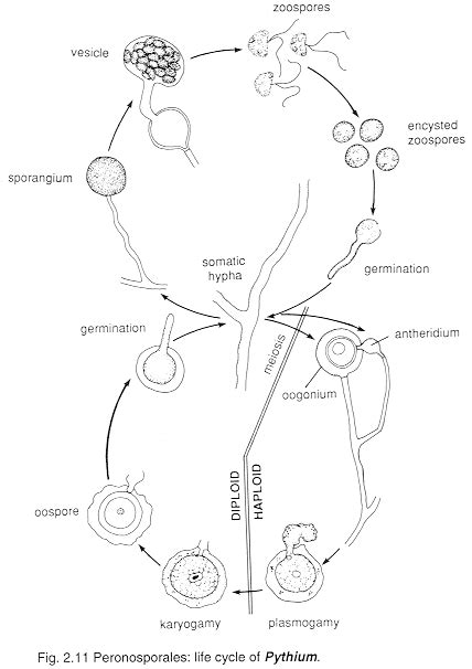 Chapter 2b Chytrids Hyphochytrids Oomycota