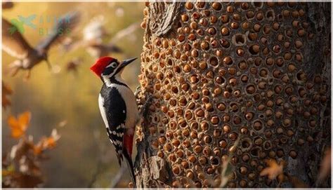 Woodpeckers Of Colorado Species Habitats And Birding Guide