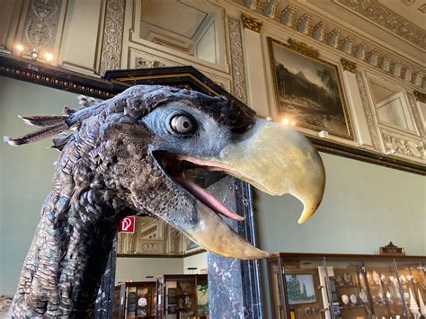 Top 5 Tallest Birds In The World