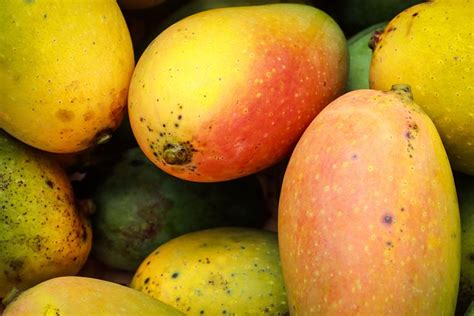 Fruit Mango Mangoes Ripe Free Photo On Pixabay