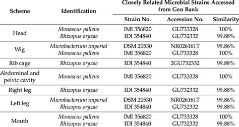 Identification Fungal Isolates Obtained From Deteriorated Mummy Its Download Scientific Diagram