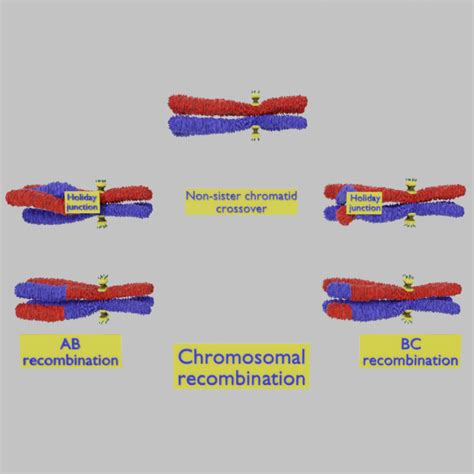 Chromosome Genetic Recombination Blender 3d 3d Model In Other 3dexport
