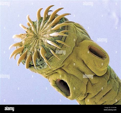 Pork Tapeworm Coloured Scanning Electron Micrograph Sem Of The Head Of A Pork Tapeworm