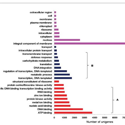 Go Classifications Of Unigenes Derived From A Esculentus Leaf Download Scientific Diagram