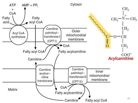 Ppt Lipid Metabolism Powerpoint Presentation Free Download Id2316694