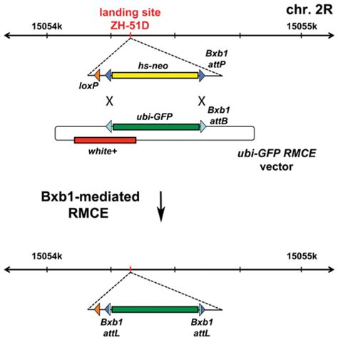 Bxb1 Phage Recombinase Assists Genome Engineering In Drosophila