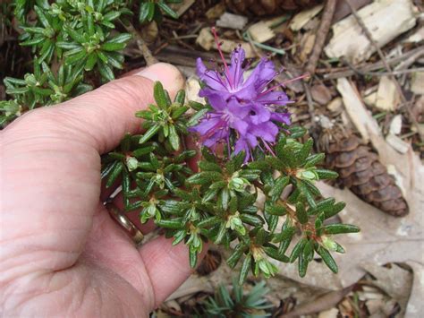 Rhododendron Impeditum Cchh8253 Rsbg Rhododendron Species Botanical