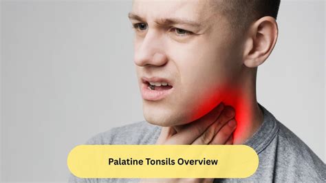 Understanding Palatine Tonsils And Tonsillitis Structure Function