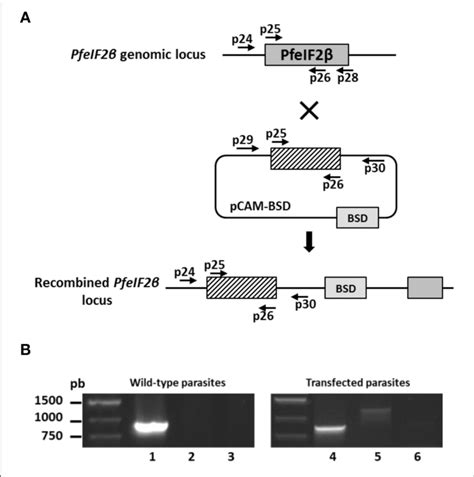 Targeted Gene Disruption Of The Pfeif2β Locus A Gene Targeting Download Scientific Diagram