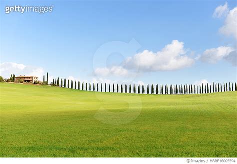 Mbrf16005594 게티이미지코리아 이탈리아 초원과 사이프러스나무 Royalty Free 이미지