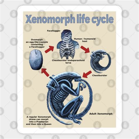 Xenomorph Life Cycle Xenomorph Sticker Teepublic
