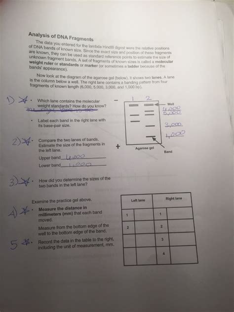 Solved Analysis Of Dna Fragments The Data You Entered For