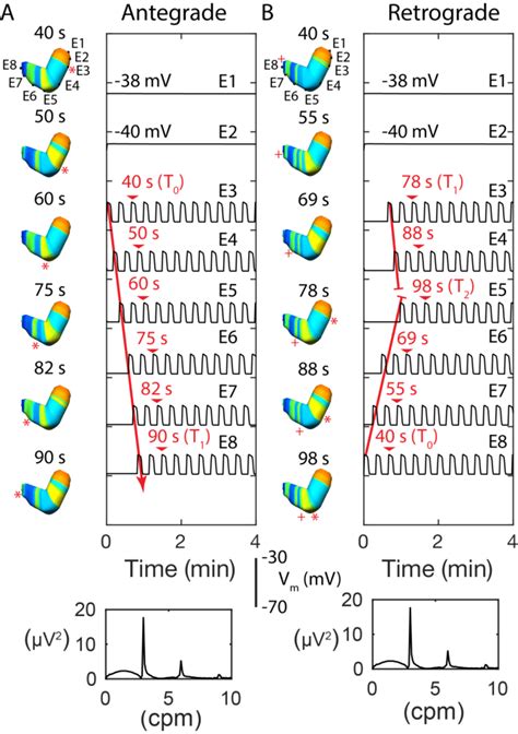 Whole Organ Simulations Of Gastric Slow Wave Propagations Eight Download Scientific Diagram