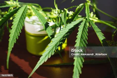 마리화나 잎 대마초 대마 크림 배경 건강 관리의 대마초 개념 셀프 케어 테이블에 대마 추출물이있는 화장품 허브 유기농 의학