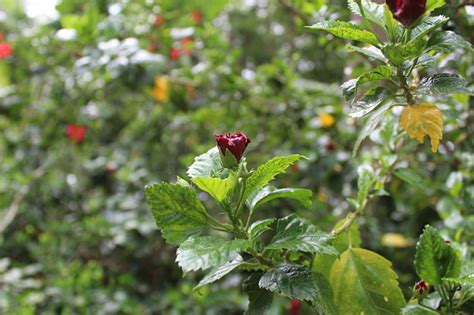 붉은 히 비 스커 스 꽃 봉 오리 에 녹색의 아름 다운 밝은 꽃의 클로즈업 자연 배경 나뭇잎 Karkade 열 대 정원입니다 히 비 스커 스 하와이 식물 성장을 정글 단풍