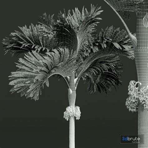 New Plant High Detail Areca Catechu Decorative Garden Fruit 3d Model