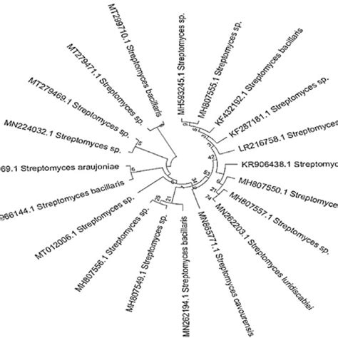 Phylogram Phylogenetic Tree Showing Relationships Of Presumed