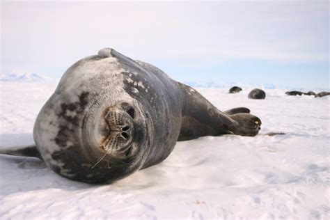 Counting Seals From Space The Wildlife Society