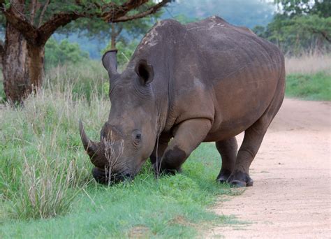 South Africa Wildlife South African Wildlife And Wildlife Reserves