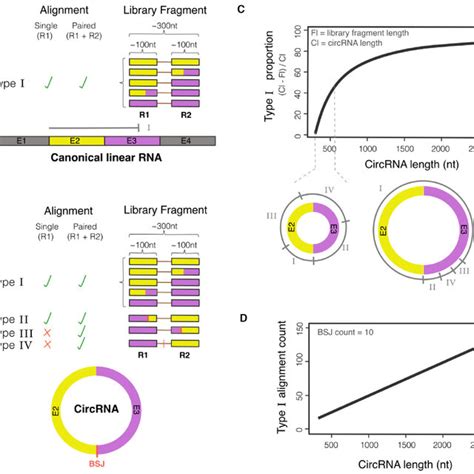 Theoretical Modelling Of Sequence Alignments From Circrna And Linear Download Scientific