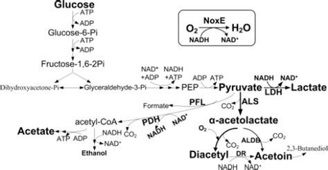 Metabolic Pathway Of Glycolysis And Diacetyl Biosynthes Open I