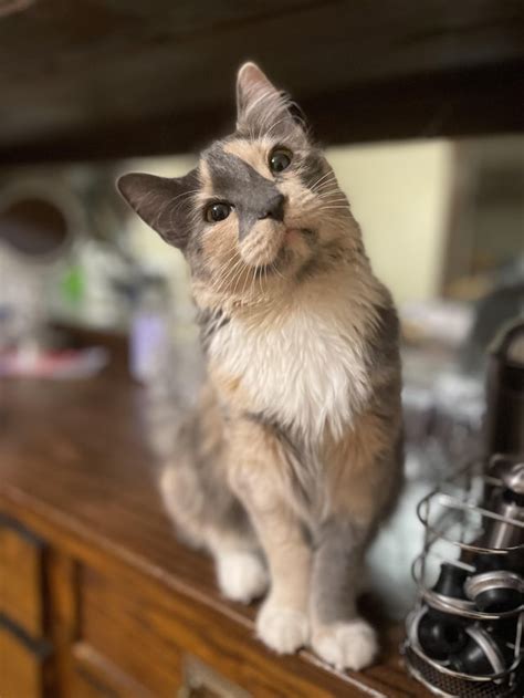 Introducing Ruby Rue Rwatercolorcats