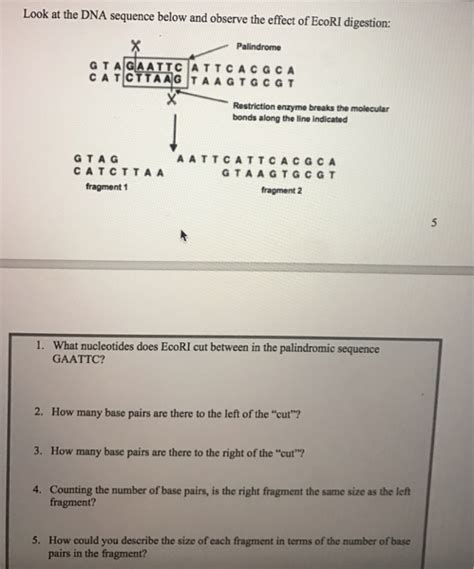 Solved Look At The Dna Sequence Below And Observe The Effect