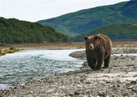 Visit Katmai National Park On A Trip To Alaska Audley Travel Uk