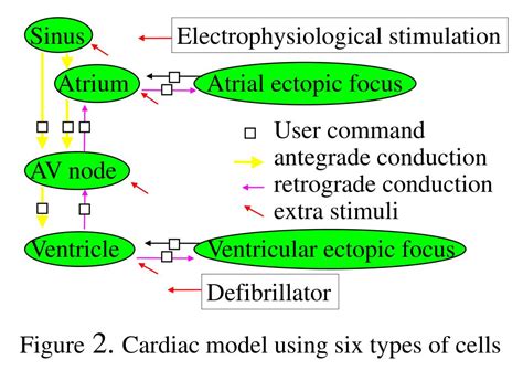 Ppt Development Of Simulation System Of Cardiac Arrhythmia And Artificial Pacemaker Powerpoint