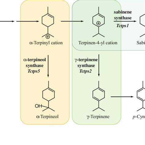Pdf Genomic Characterization Molecular Cloning And Expression
