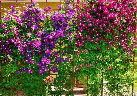 Jardines Todo El Año 7 Plantas Trepadoras Perennes Resistentes Al Frío Y Al Calor