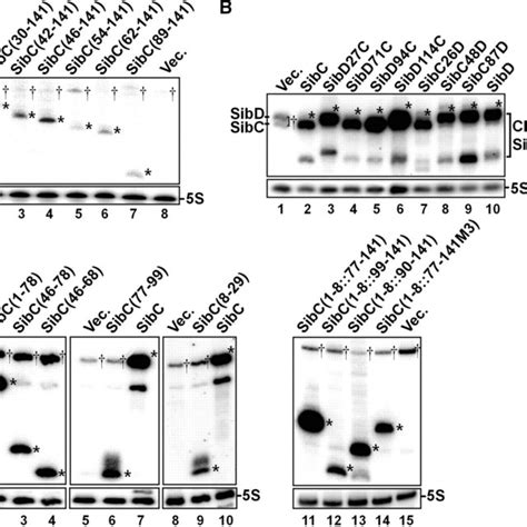 Possible Secondary Structures Of Sibc A And Its Derivatives B The Download Scientific