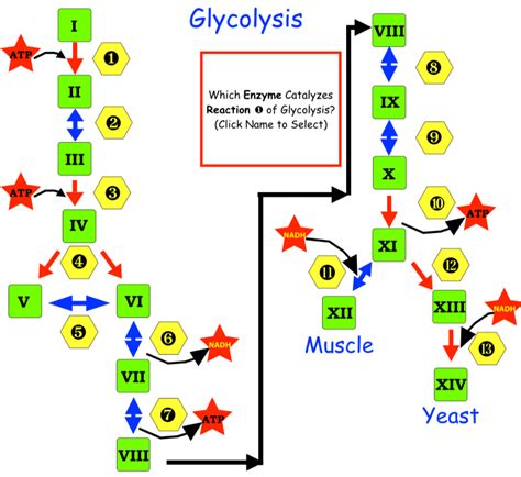 Glycolysis Diagram Quizlet