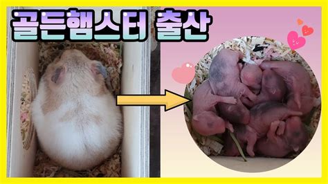 [햄스터분양] 귀여운 골든햄스터 아기들이 태어났어요 Youtube