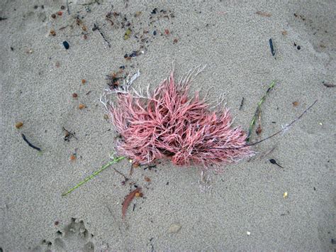File It Pink Seaweed