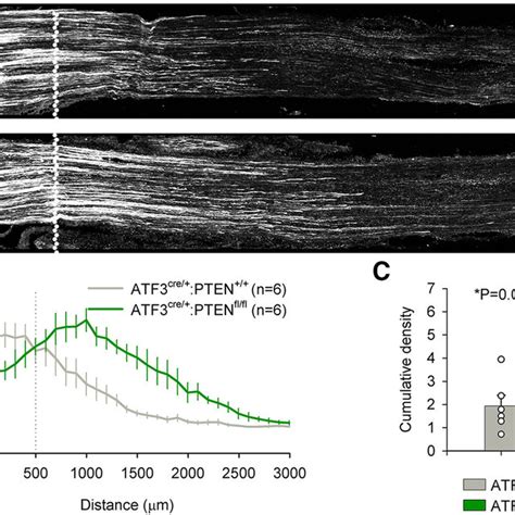 Axotomy Induced Pten Deletion And Anatomic Regeneration Following Download Scientific Diagram