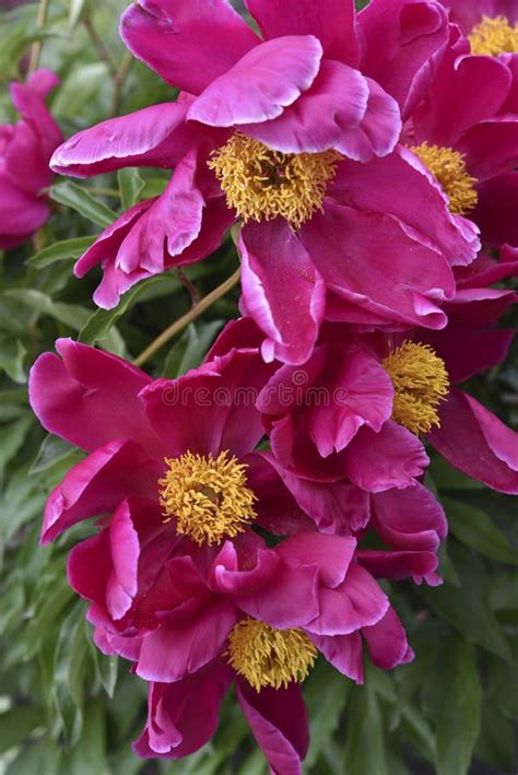 Large Flowers Of Peonies In Close Up Light Pink Peony Flowers Stock