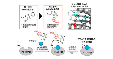 薬剤耐性変異を獲得したタンパク質の不可逆阻害に成功 不可逆阻害剤開発のための新たな分子デザイン 京都大学 工学部大学院工学研究科