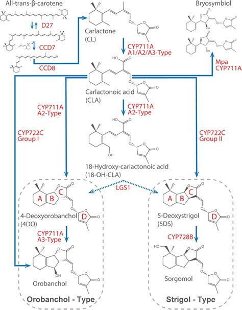 Strigolactone Biosynthetic Pathway Biosynthesis Of Diverse Canonical