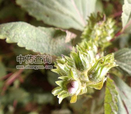 紫苏叶图片 中药图谱