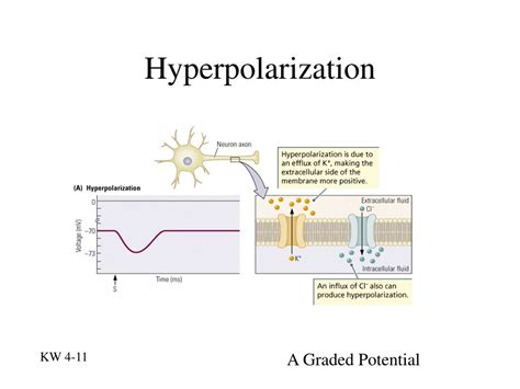 Ppt Review Neural Communication Powerpoint Presentation Free