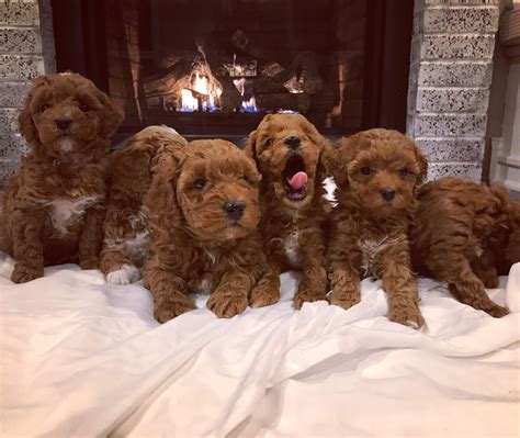 Talaki Ridge Labradoodles Hi My Name Is Star I Am A Carmel Colored