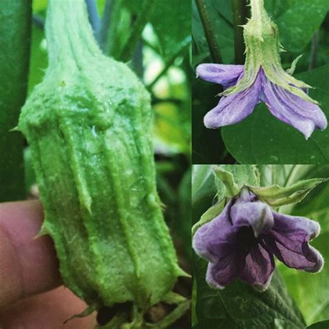 Future White Eggplant Growing Tips And Summer Heat