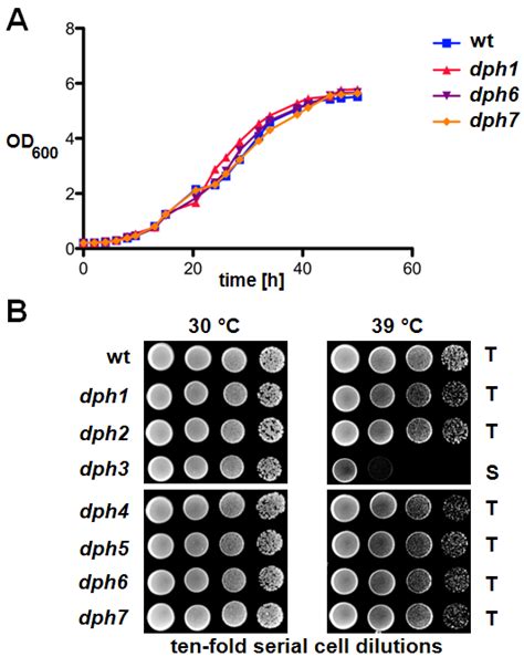 The Amidation Step Of Diphthamide Biosynthesis In Yeast Requires Dph6