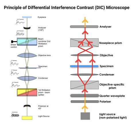 Differential Interference Contrast Dic Microscope