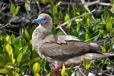 Photo Red Footed Booby Galapagos Islands Ecuador