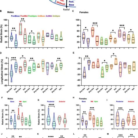 Speckle Tracking Strain Analysis Radial And Longitudinal Strains Can