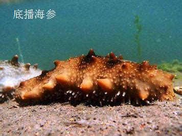海參，一個比恐龍出現年代還要久遠的生物，您了解嗎？ 每日頭條